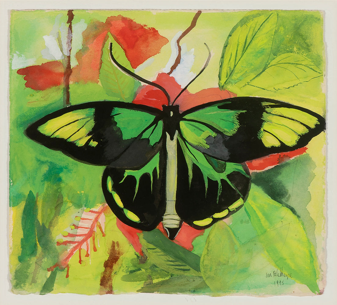 Jan Palethorpe - Cairns Birdwing Butterfly – TACIT ART