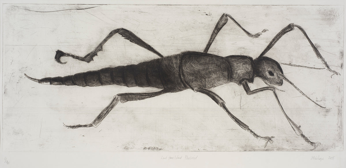 Jan Palethorpe - Lord Howe Island Stick Insect – TACIT ART